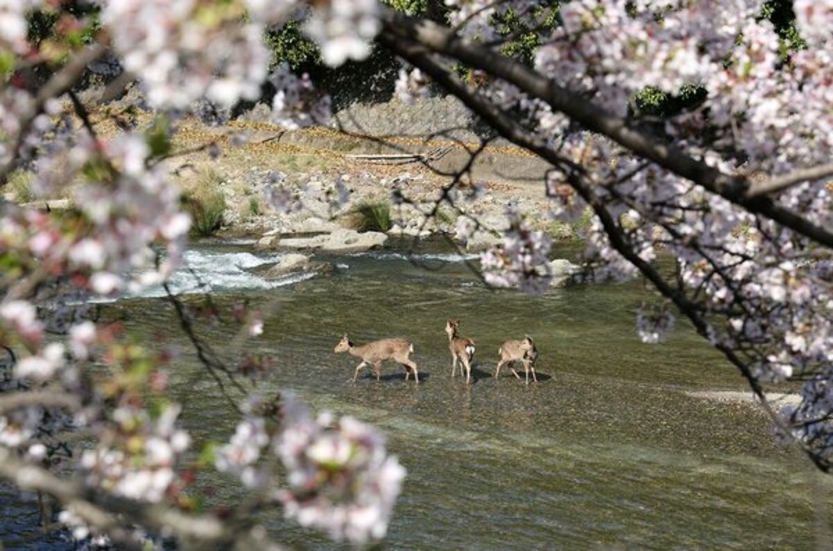 Do deer enjoy cherry blossom viewing too? seven animals appear in the ...