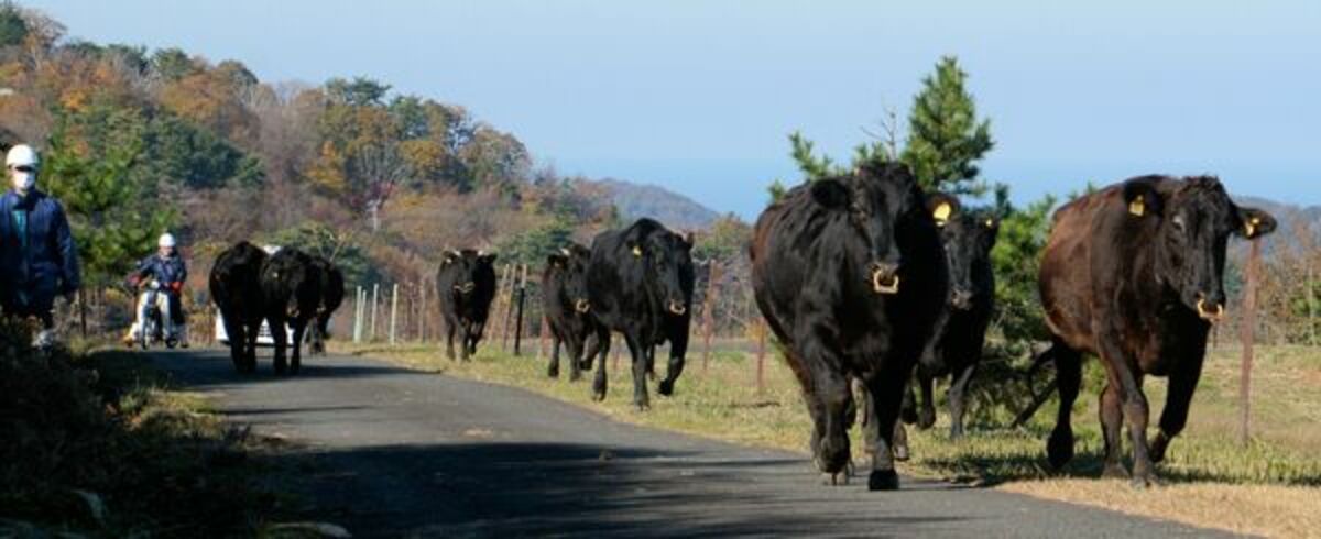 "grazing" work of returning wagyu cattle from grazing to the cowshed at ...