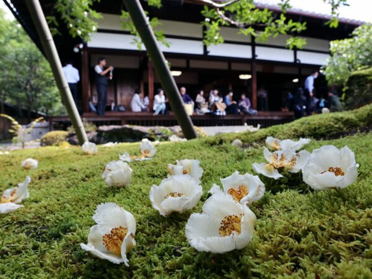 A "shara flower appreciation event" will be held at myoshinji temple ...