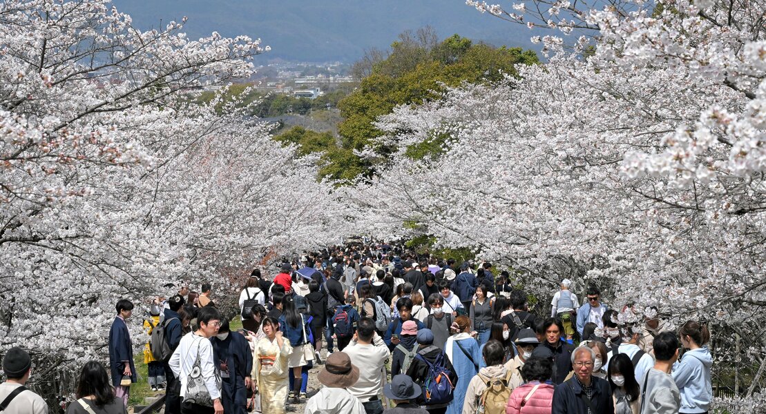 The Kyoto Shimbun(Kyoto News) - News, Culture, Entertainment ...