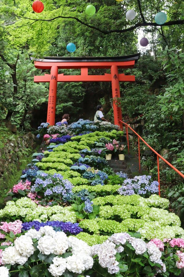 Hydrangeas are in full bloom at a temple famous for its flowers in ...