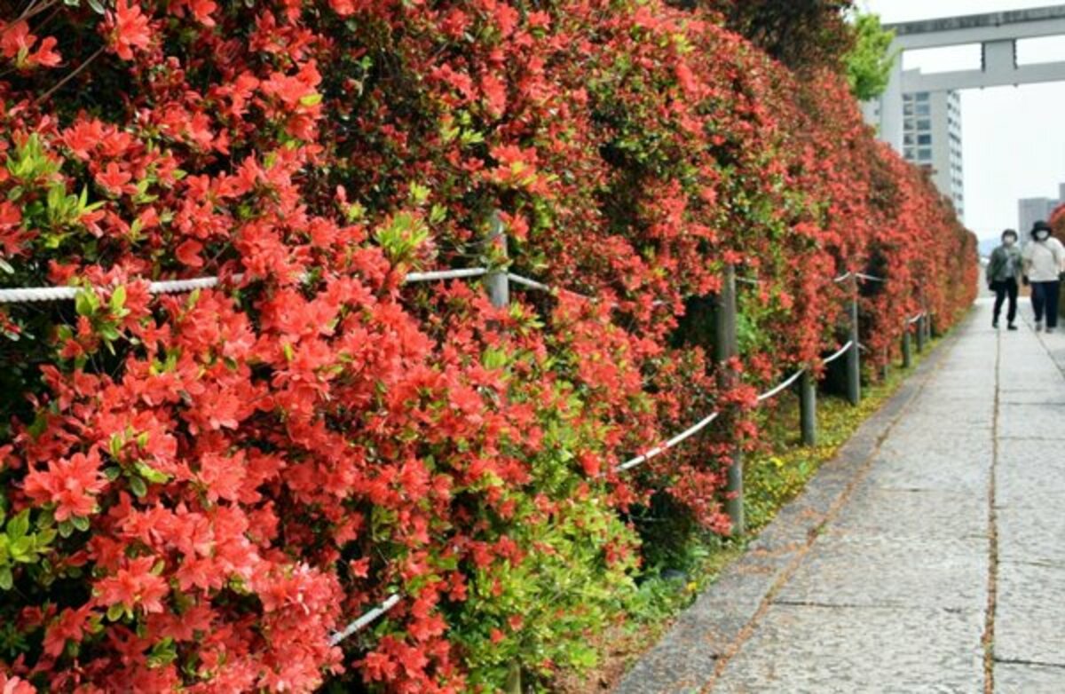 Kirishima azalea blooms at nagaoka tenmangu shrine in nagaokakyo city ...