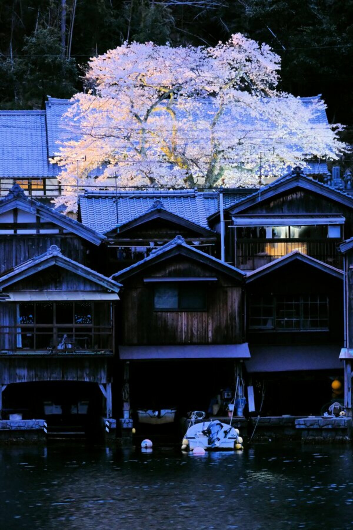 Fantastic illumination of a single cherry tree in northern kyoto ...