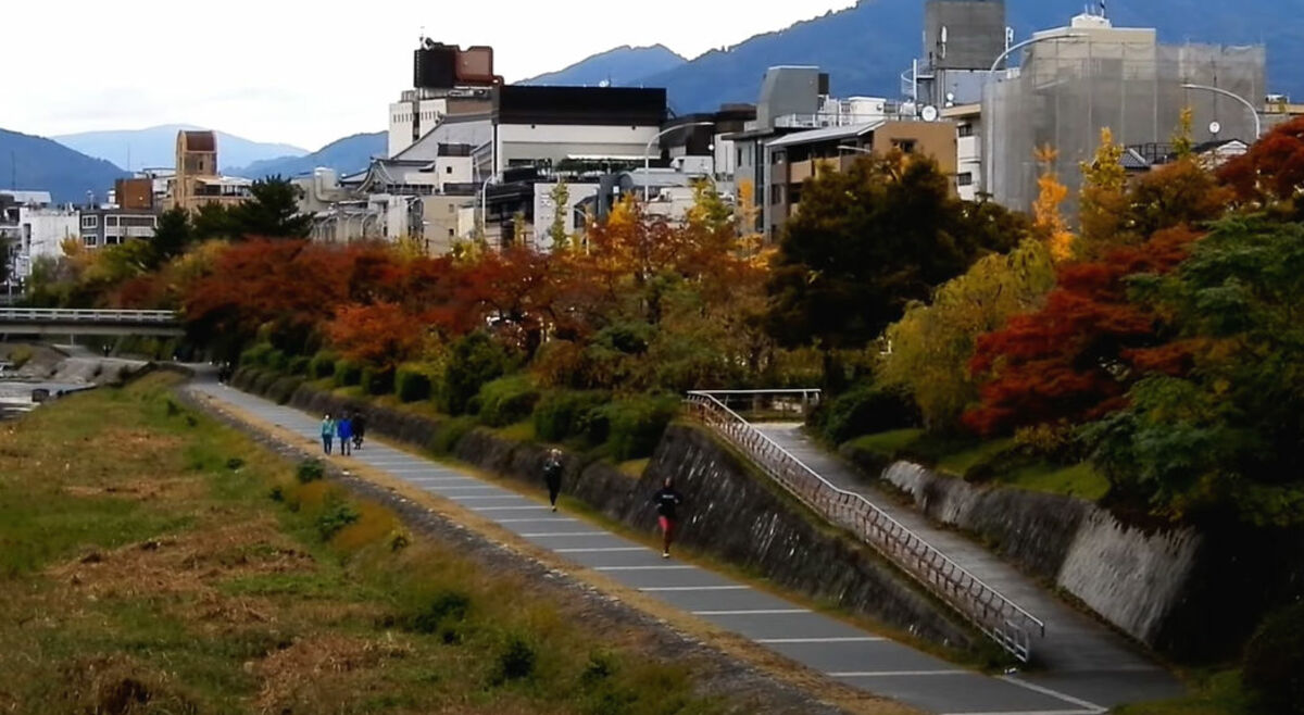 Video report[autumn leaves in kyoto]red and yellow deciduous trees line ...
