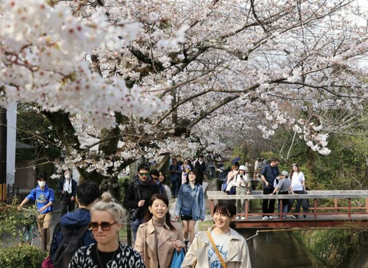 Philosopher's path is a famous cherry blossom viewing spot in sakyo ...