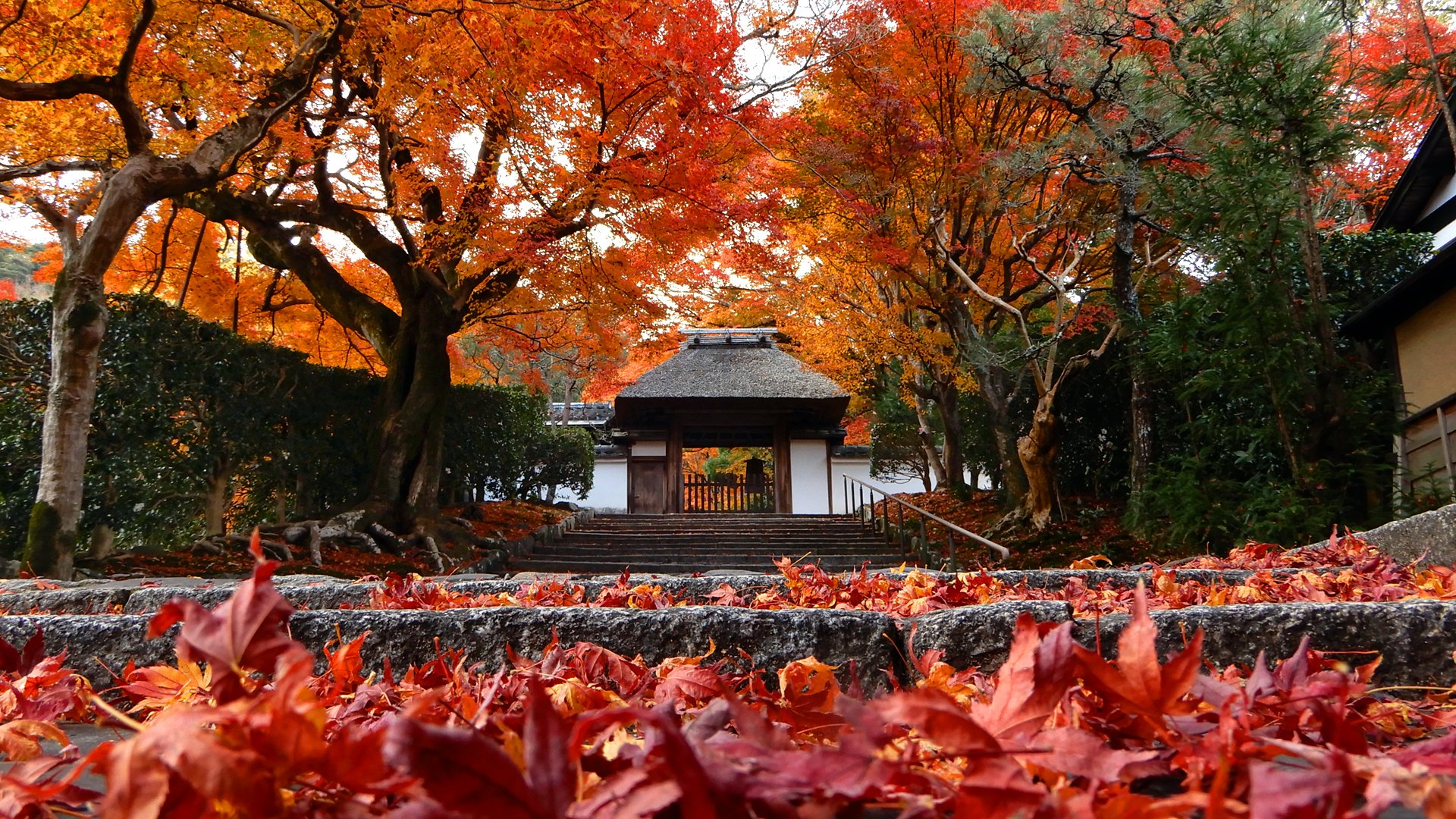 Falling maples decorate the front of the temple gate at the temple ...
