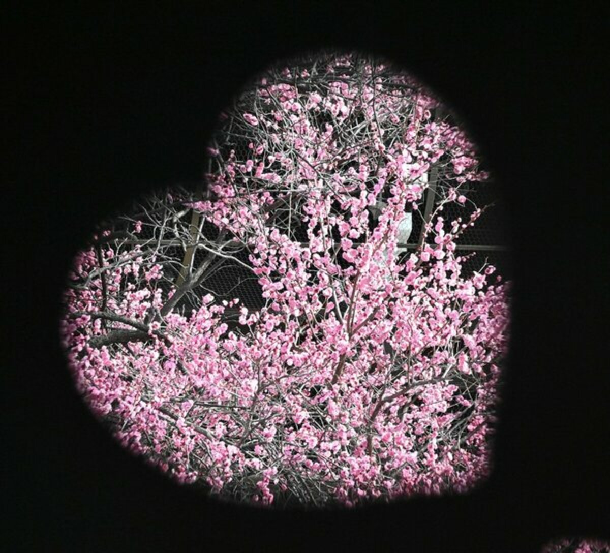 Koshoji temple in shimogyo ward, kyoto city, plum blossoms in full ...