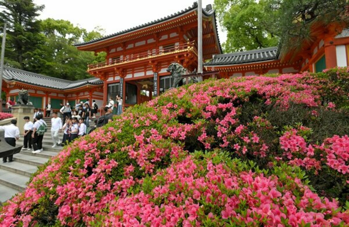 The azaleas next to the stone steps at yasaka shrine in higashiyama ...
