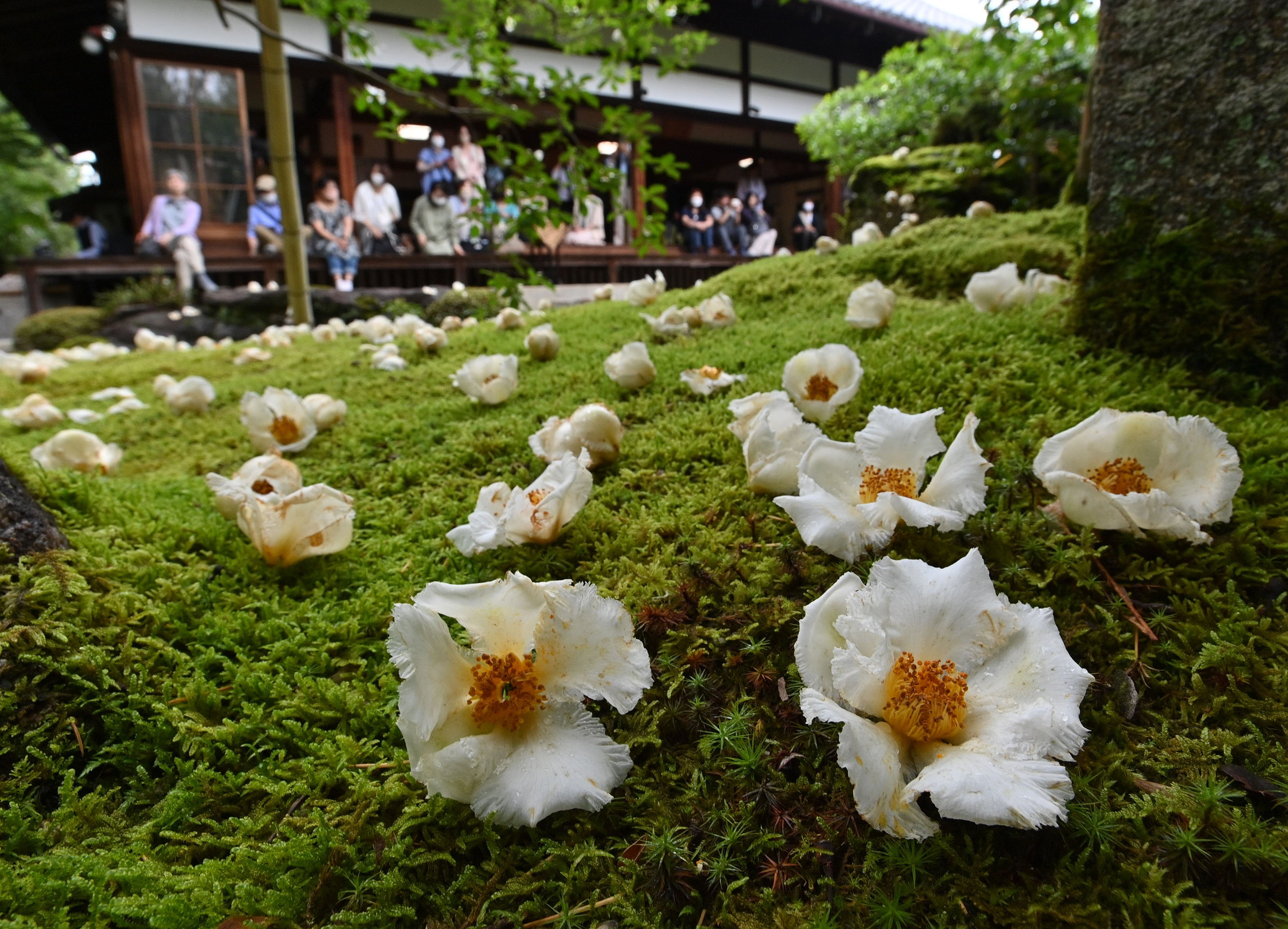 The best time to see "sara soju" at the sub-temple of myoshinji temple ...