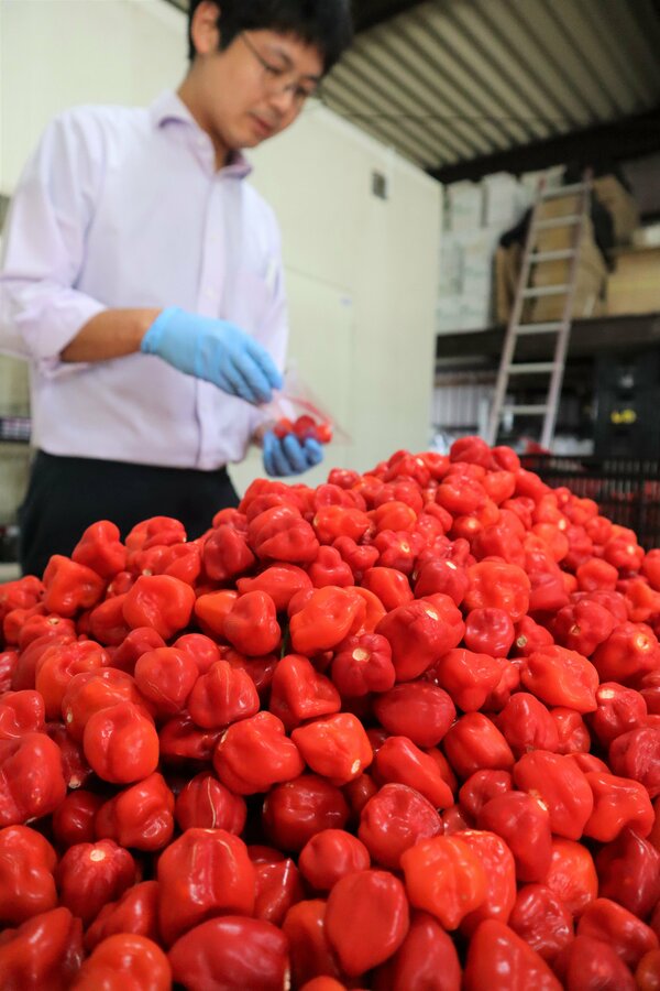 "fully ripe" the hottest chili pepper in the world. shipped nationwide ...