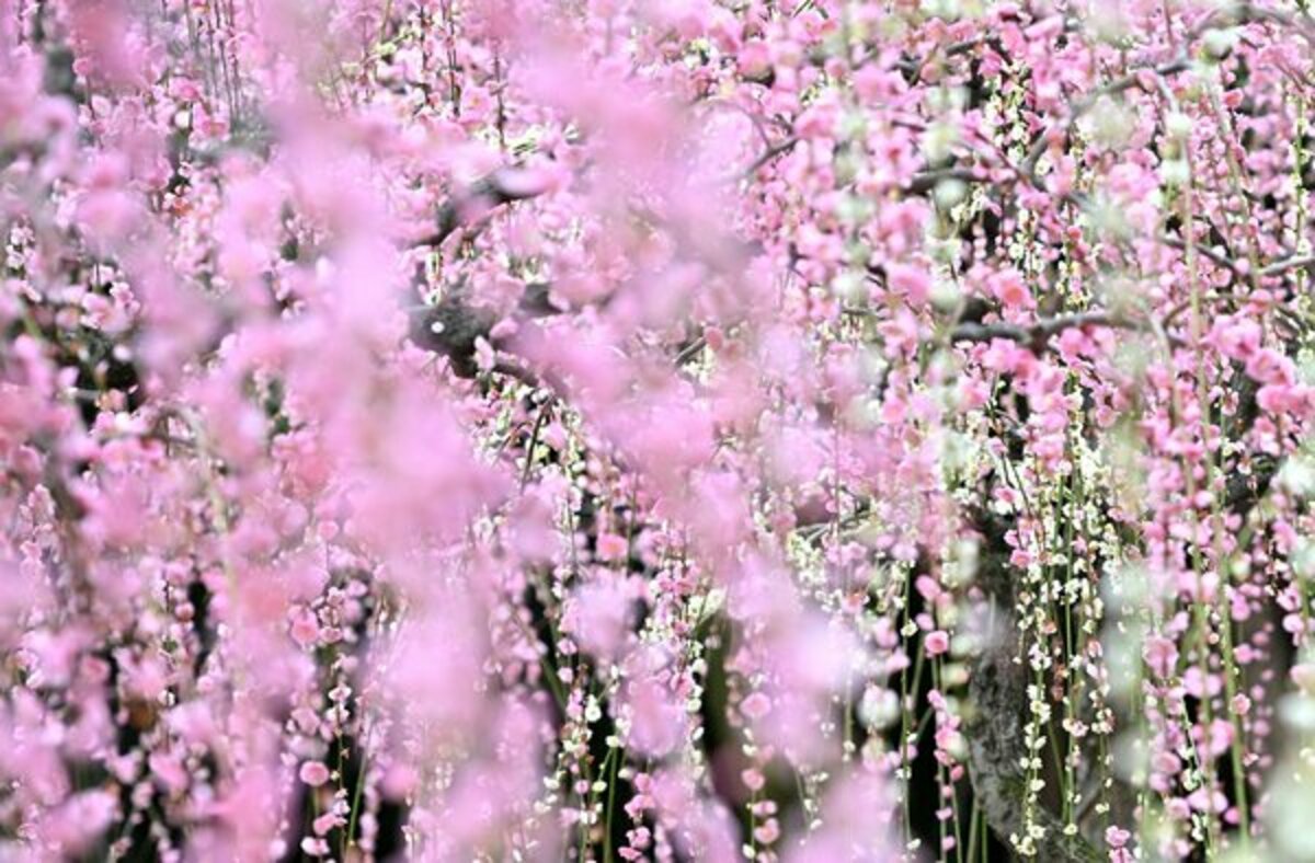 Weeping plum trees are in full bloom at jonangu shrine in fushimi ward ...