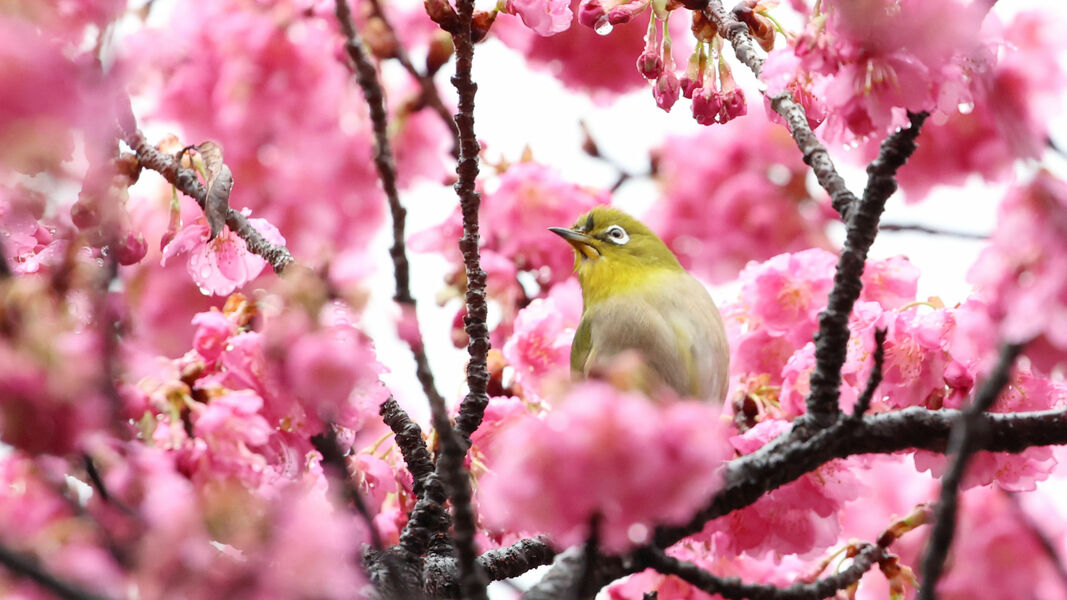 The Kyoto Shimbun(Kyoto News) - News, Culture, Entertainment ...