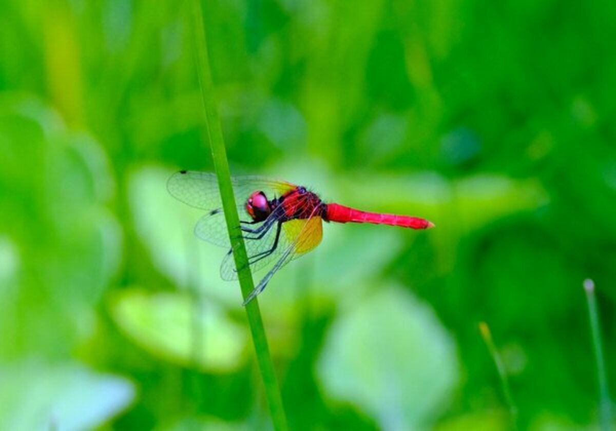 The smallest dragonfly in japan, a natural monument in kyoto prefecture ...