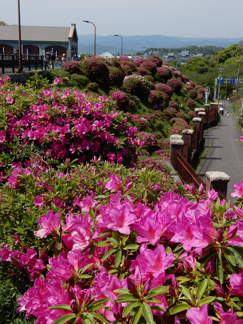 A famous azalea spot in higashiyama ward, kyoto city, opens to the ...