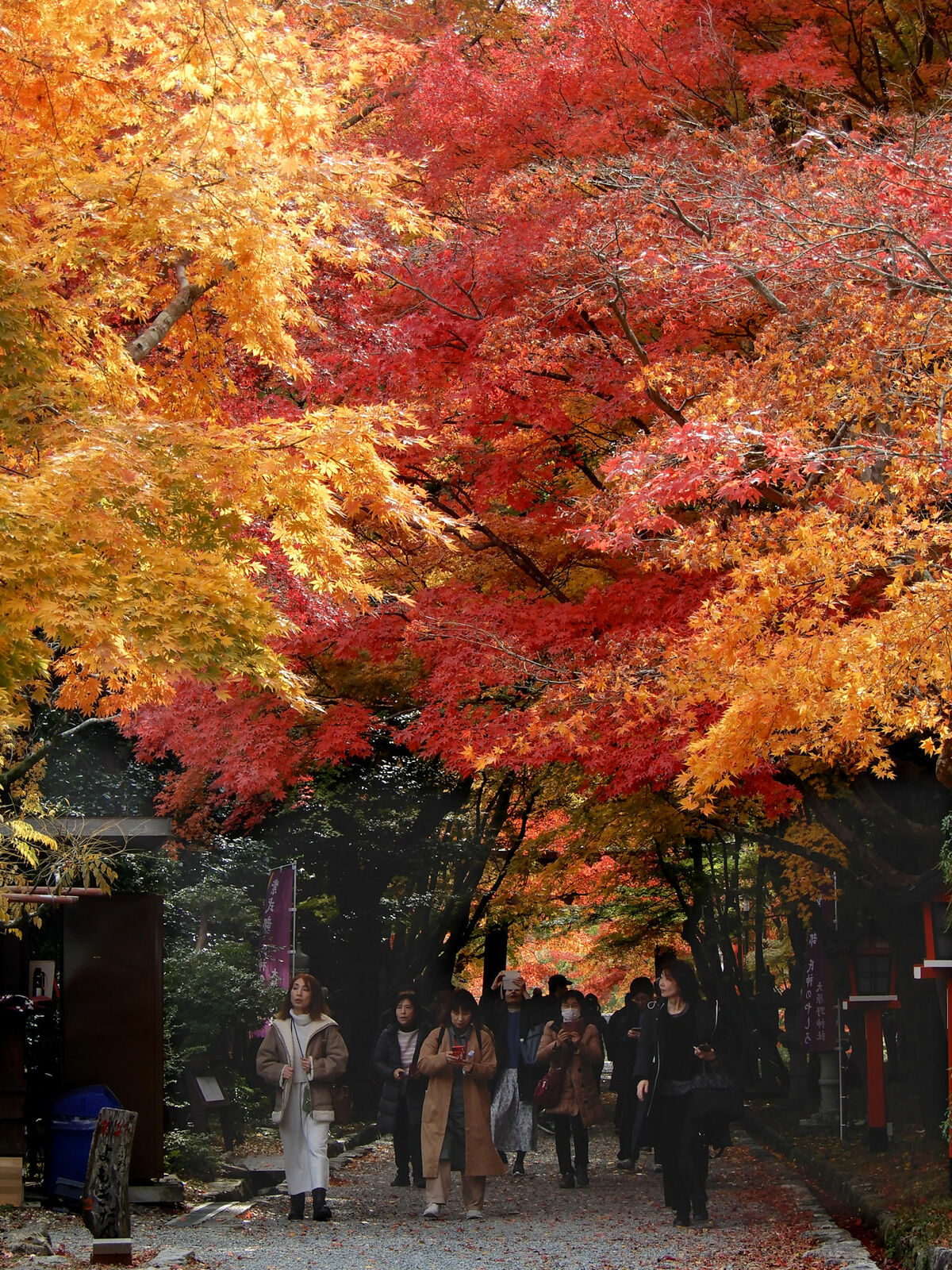 The "tunnel of autumn leaves" at the shrine associated with murasaki ...