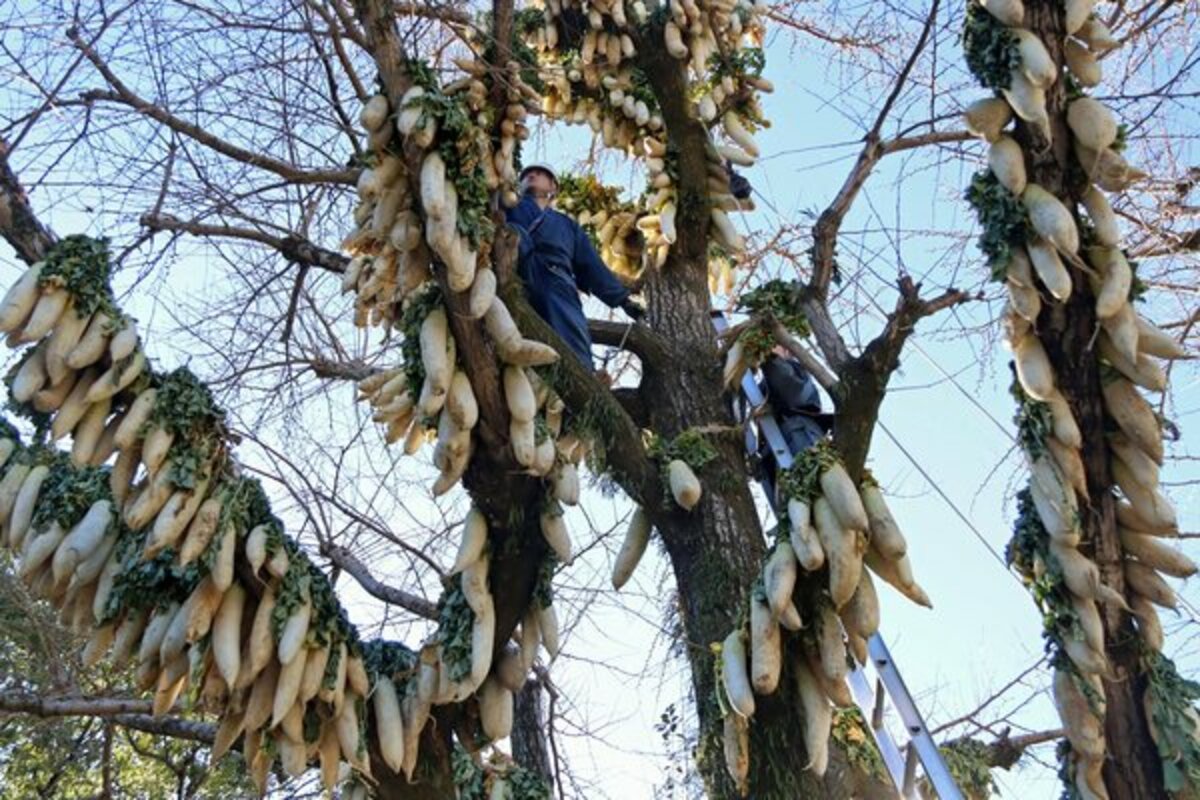 A radish tree at a temple in yawata city, kyoto prefecture. ''winter ...