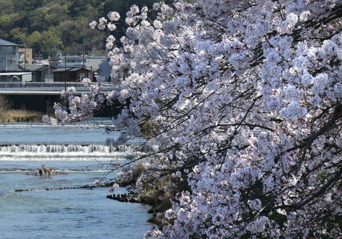 Do deer enjoy cherry blossom viewing too? seven animals appear in the ...
