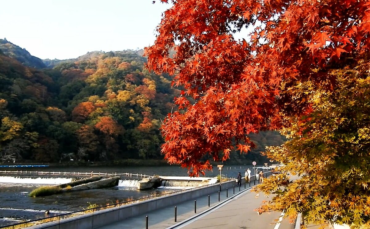 Video report[autumn leaves in kyoto]autumn leaves are beginning to ...