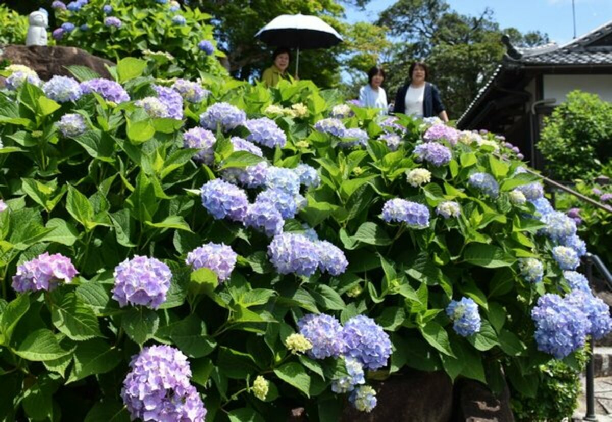 Hydrangeas in full bloom decorate the grounds of an ancient temple in ...