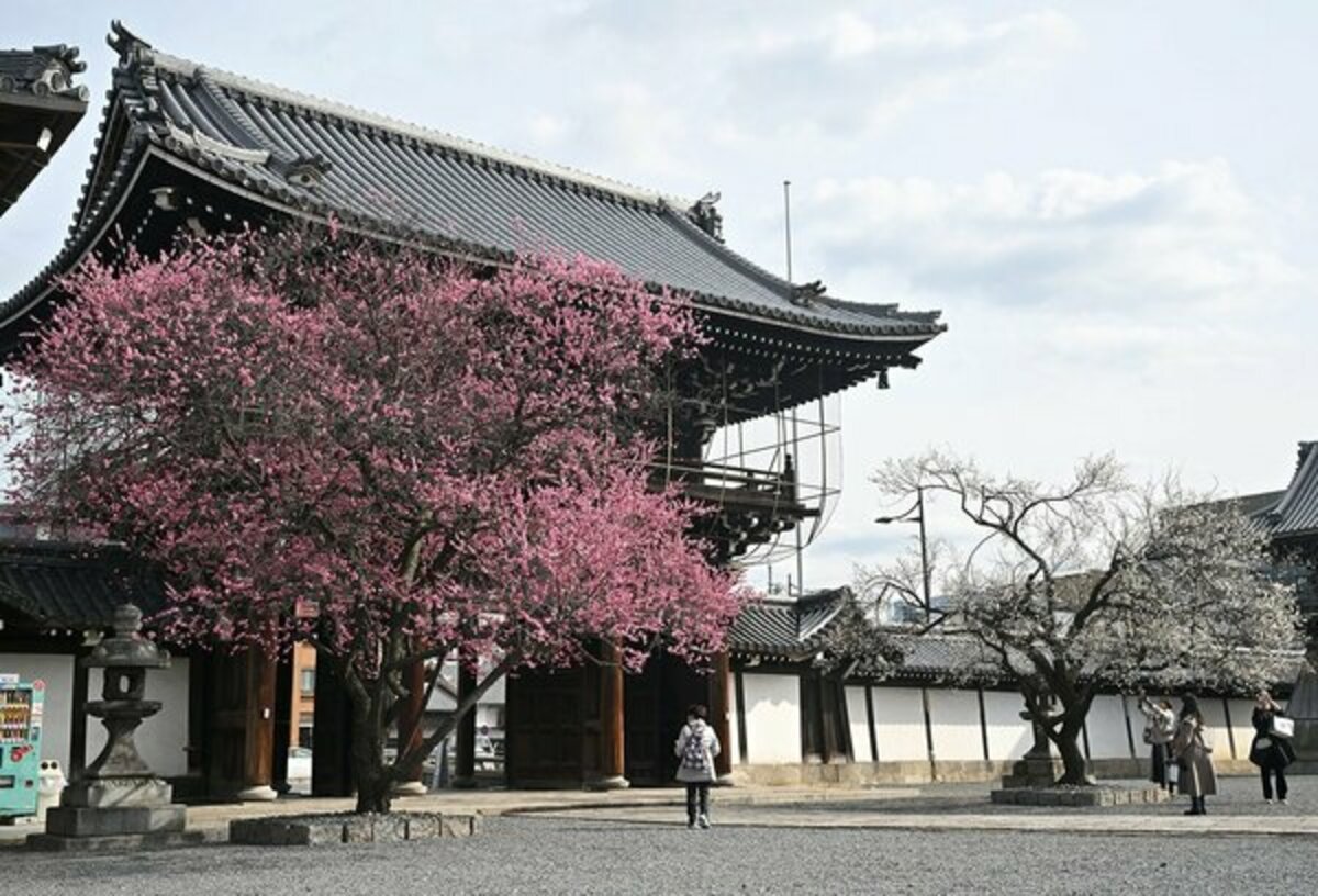 Koshoji temple in shimogyo ward, kyoto city, plum blossoms in full ...