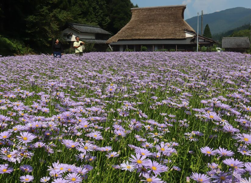 The Kyoto Shimbun(Kyoto News) - News, Culture, Entertainment ...